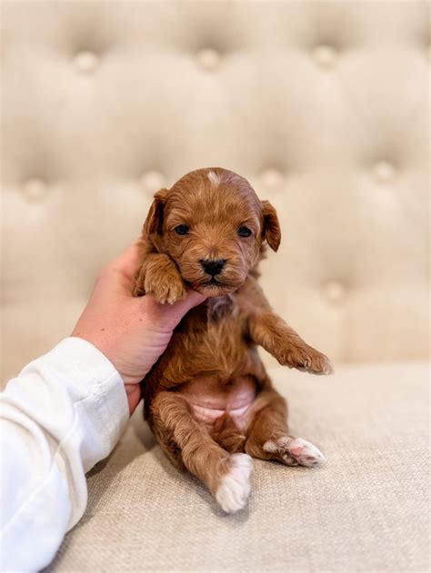 Micro Cavapoo Girl 2000 Lake Cumberland Doodle Farm