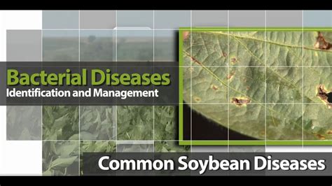 Bacterial Diseases In Soybean Identification And Management Youtube