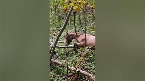 гуцульськіконі кіннімандри кіннийклуб кіннашкола КінніМандри довіра лідерство