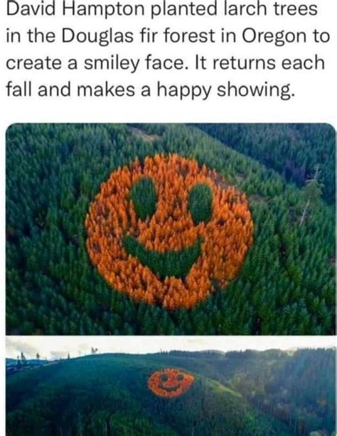 This Cool Tree Formation R Wholesomememes