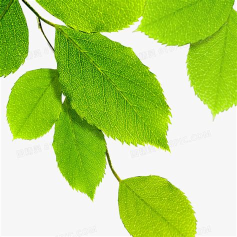 树叶素材图片免费下载 Png素材 编号1yqi580xd 图精灵