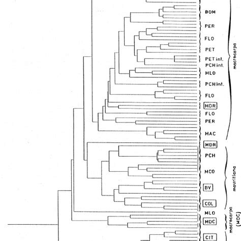 Dendrogram Generated Using Upgma Cluster Method On Ntsys Pc Software