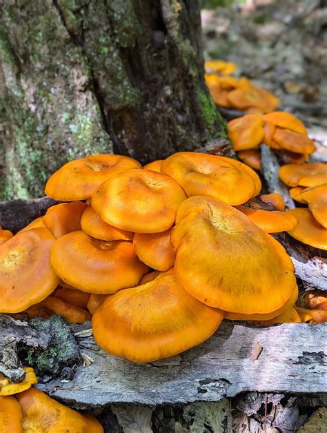 Eastern Jack O Lantern Bioluminescent Mushroom Omphalotus Illudens Prime Fungi