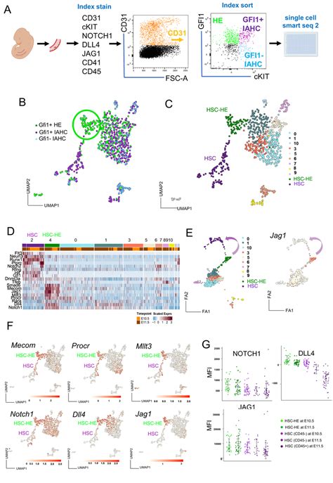 Single Cell Rna Seq Of Index Sorted He And Iahc Identify Hsc He And