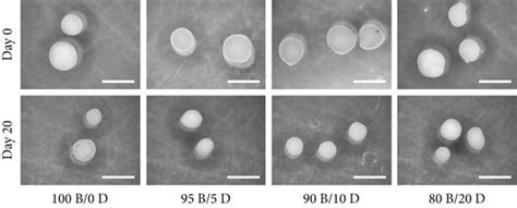 Morphological Alteration Of Bmsc Dpsc Constructs After Endothelial Download Scientific Diagram