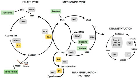 Can Mthfr Cause Infertility And Miscarriage