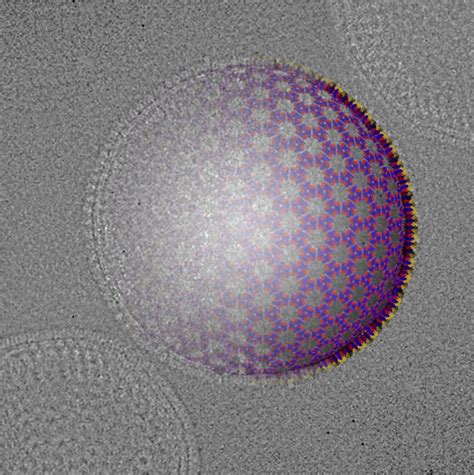Jaekyung Hyun Cryo Electron Microscopy Of Capsid Like Poxvirus