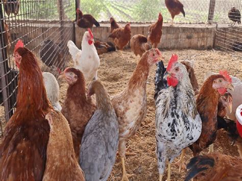 Poultry Framing জেনে নিন মুরগির উন্নত জাত ও তার পালন পদ্ধতি সম্পর্কে