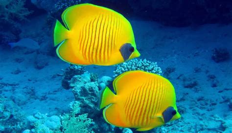 Robosys Automation Collaborates To Explore Underwater Object Detection