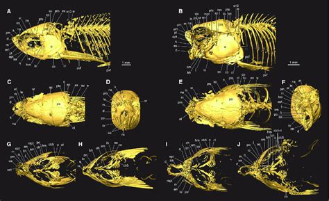 Micro Computed Tomography µct Based Skeletal Reconstructions Of The Download Scientific