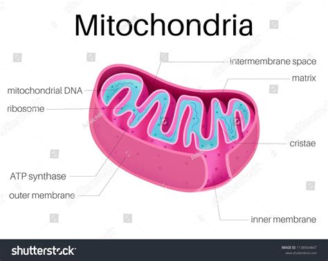 Mitochondria Drawing