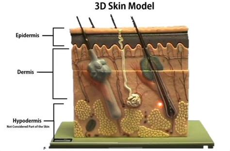 Layers Of Epidermis Mnemonic