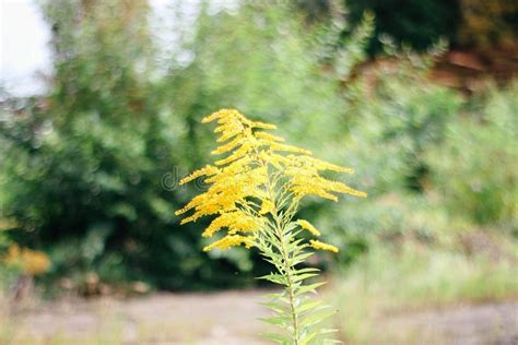 A Plant With Yellow Flowers The Close Up Has A Nice Bokeh In The