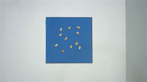 Cornseed Object Detection Model By Maiz