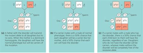 Rozaini Othman Guru Cemerlang Biologi Inheritance Of SexLinked Genes