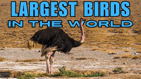 Top 11 Biggest Birds Exploring The Largest Birds In The World Both