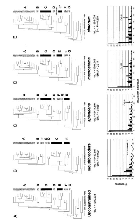 Constrained And Unconstrained Maximum Likelihood Trees With Likelihood Download Scientific