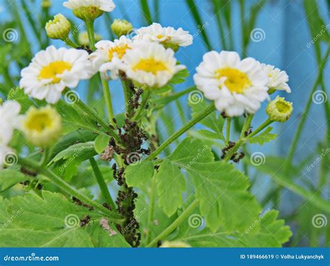 Aphids And Ants On A Flower Stalk Pyrethrum Stock Image Image Of Ants