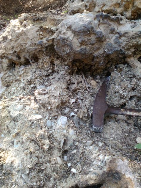 Fossiliferous Layer Member Collections The Fossil Forum