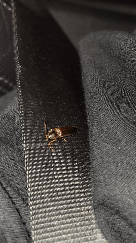 Possible Cockroach Rbugidentification