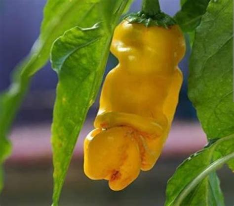 18 Types Of Yellow Peppers And Their Characteristics