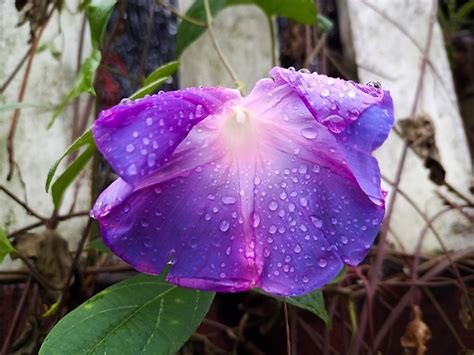 Winde Blume Blaue Kostenloses Foto Auf Pixabay