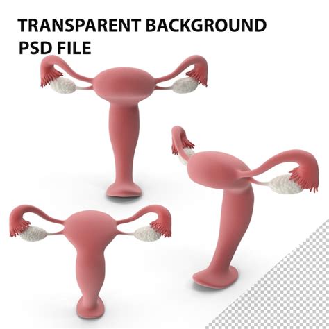 Premium Psd Female Reproductive System Png