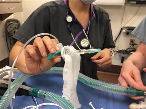 Exotics Anesthesia Flashcards Quizlet