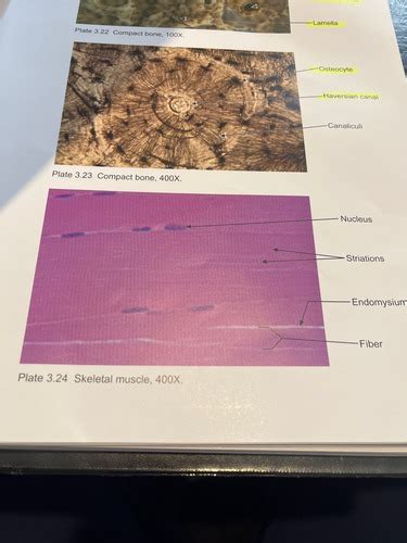 Histology Lab Flashcards Quizlet