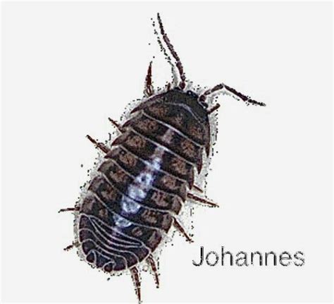 fb memes funny memes alphabet sort bugs insects names bug images