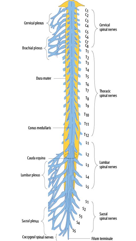 Coding And Billing Facet Joint Injections