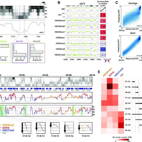 Methylation Dynamics Predict Rt Across The Genome And Chromatin States Download Scientific