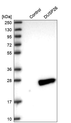 Anti Dusp26 Human Protein Atlas Antibody