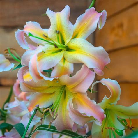 Buy Elusive Lily Tree Lily Bulbs And Trees Brecks