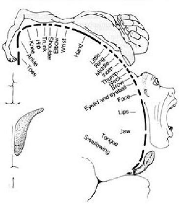 The Motor Homunculus Or Representation Of Body Areas In The Motor Download Scientific Diagram