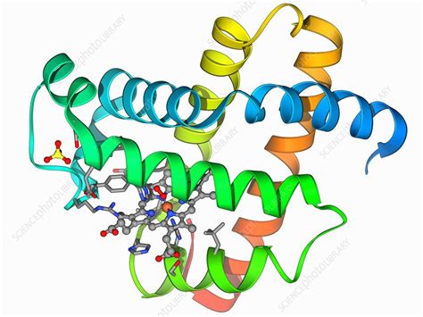 Myoglobin Molecule Stock Image F006 9418 Science Photo Library