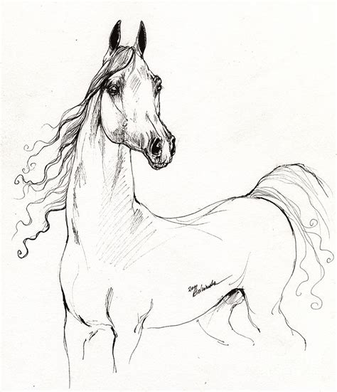 Arabian Horse Drawing At Getdrawings Free Download
