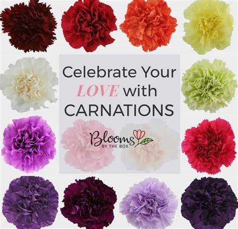 Carnation Meaning And Symbolism 57 Off