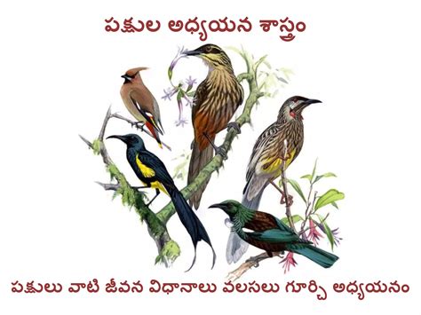 Branches Of Science Pptx