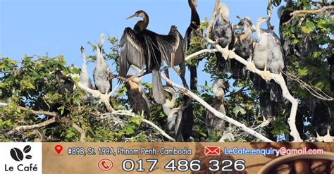 ក្រសួង បរិស្ថាន ៖ បច្ចុប្បន្នមានស្មោយចំនួន ៦០០០គូ កំពុងបន្តពូជពងកូន នៅតំបន់រ៉ាមសារព្រែកទាល់