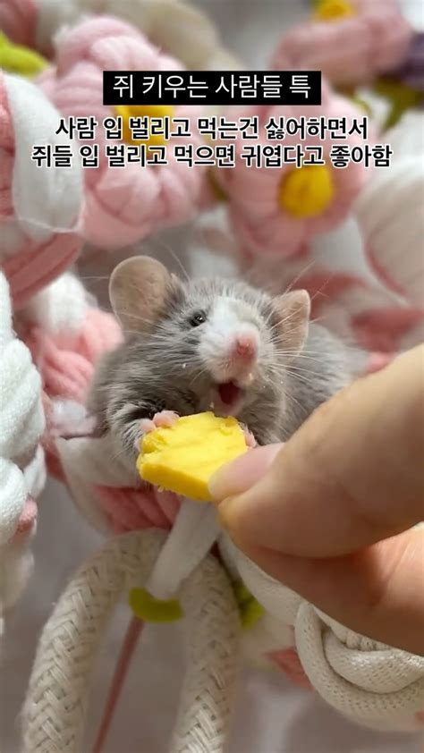 몽칸쵸네 과자가게 와구와구 입 벌리고 질질 흘리면서 먹어줘 하악하악 햄스타그램 햄스터 골든햄스터 햄스터키우기 햄테리어 강아쮜 마우스 팬더마우스 팬시마우스