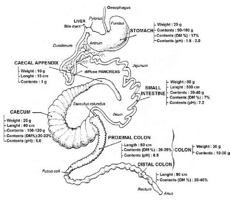 41 Rabbit Digestive System Diagram Diagram For You