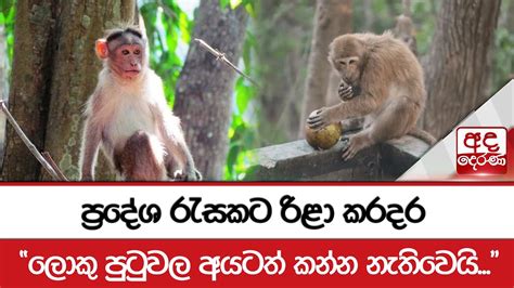 ප්‍රදේශ රැසකට රිළා කරදර ලොකු පුටුවල අයටත් කන්න නැතිවෙයි Youtube
