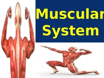 Muscular System PowerPoint Presentation By Ubod TPT