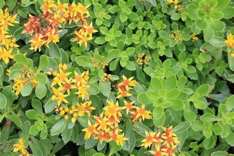 Sedum Kamtschaticum Hortech Inc