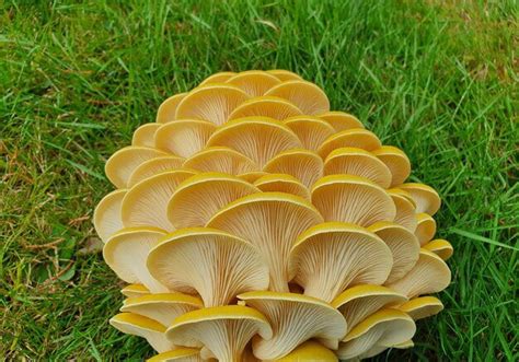 Mushroom Classification Dataset So Development