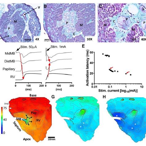 A Photograph Showing The Arrangement Of The Subepicardial Layer Of Download Scientific Diagram
