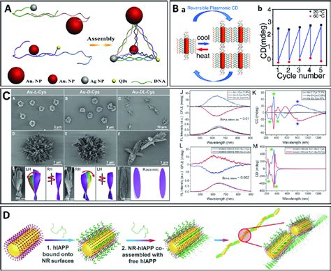 A Nanoparticles Functionalized With Ssdna Strands Are Assembled Into
