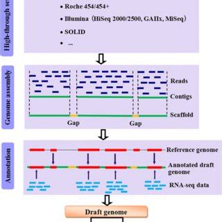 Brief Workflow Of A Whole Genome Sequencing Project Whole Genome Download Scientific Diagram