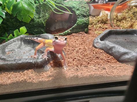 Stem Im Going To Use The Guise Of Talking About Supporting Stem